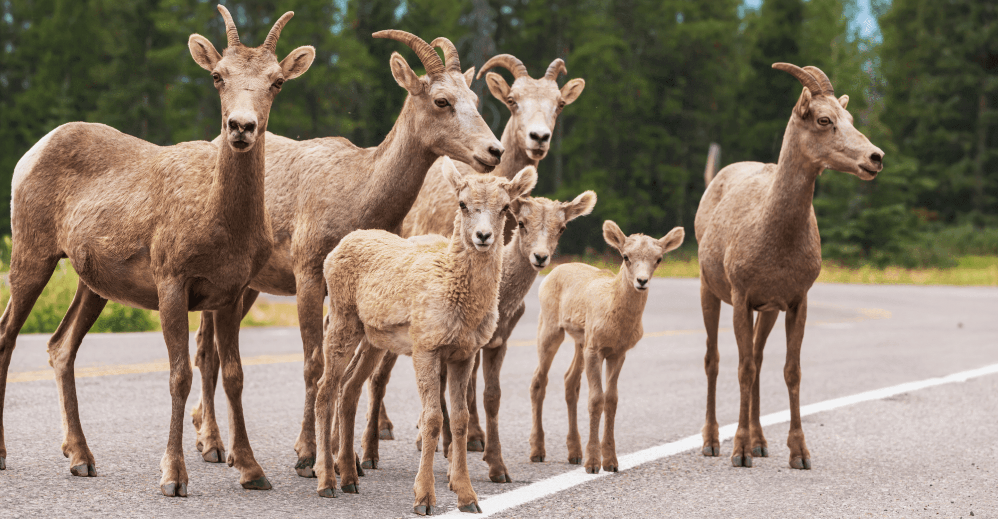Driving On Country Roads: The Ultimate Guide - Rated Driving